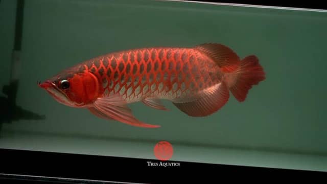 5 Fakta Menarik Ikan Arwana Super Red | IDN Times