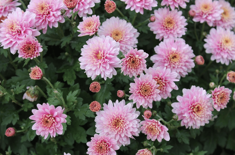 5 Manfaat Bunga Krisan di Rumah, Cantik dan Punya Khasiat Tersembunyi ...