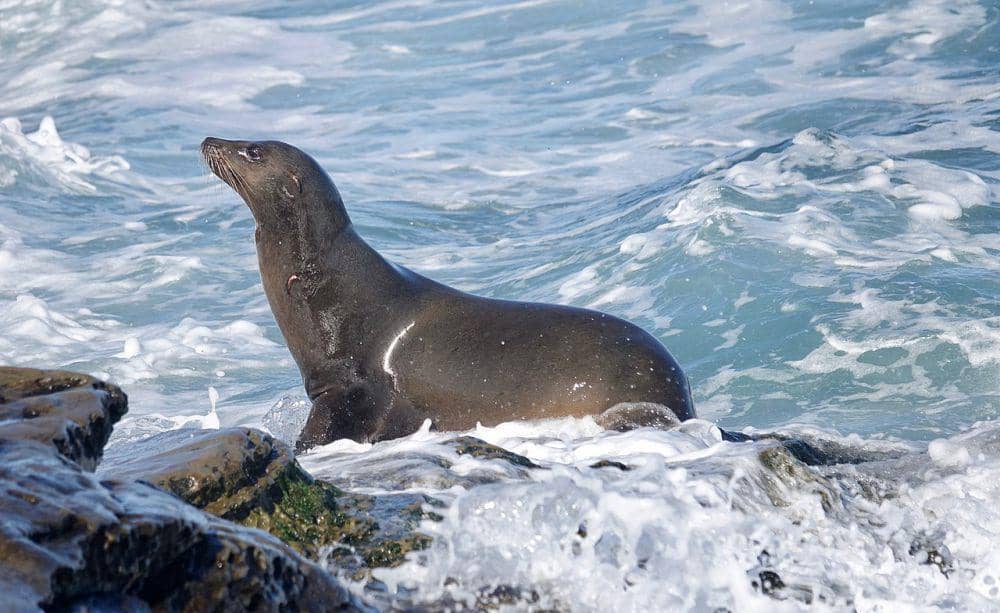 5 Fakta Unik Singa Laut California, Bisa Dilatih oleh Manusi | IDN Times