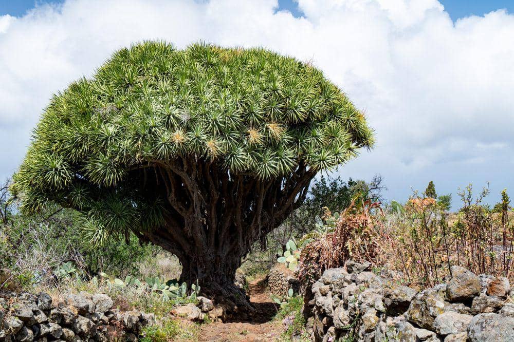7 Fakta Pohon Darah Naga, Tumbuhan Endemik Pulau Socotra | IDN Times