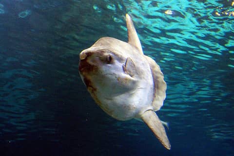 7 Fakta Terunik Ocean Sunfish, Raksasa Laut Berhati Lembut | IDN Times