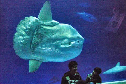 7 Fakta Terunik Ocean Sunfish, Raksasa Laut Berhati Lembut | IDN Times