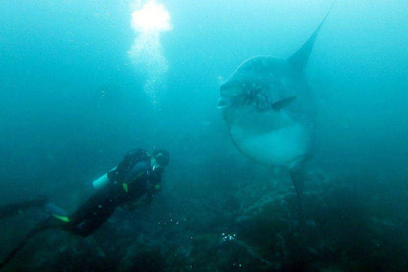 7 Fakta Terunik Ocean Sunfish, Raksasa Laut Berhati Lembut | IDN Times