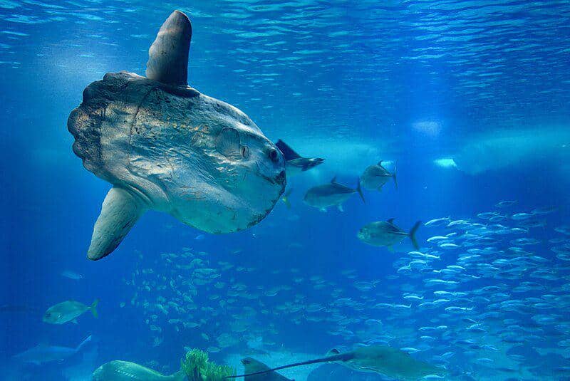 7 Fakta Terunik Ocean Sunfish, Raksasa Laut Berhati Lembut | IDN Times