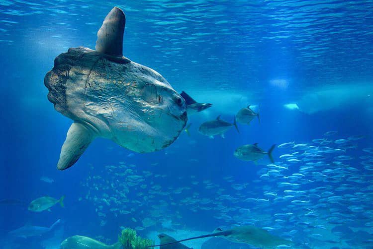 7 Fakta Terunik Ocean Sunfish, Raksasa Laut Berhati Lembut | IDN Times