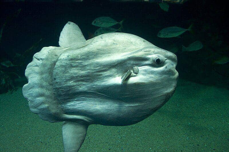 7 Fakta Terunik Ocean Sunfish, Raksasa Laut Berhati Lembut | IDN Times