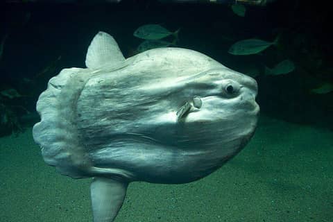 7 Fakta Terunik Ocean Sunfish, Raksasa Laut Berhati Lembut | IDN Times