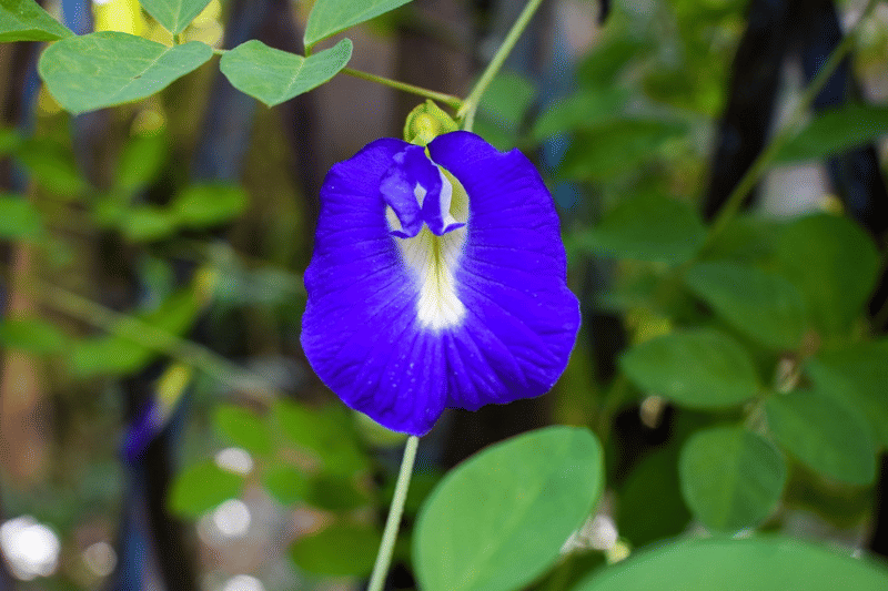20 Manfaat Bunga Telang untuk Kesehatan, Jarang Diketahui! | IDN Times