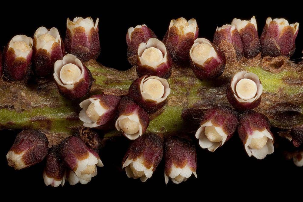 12 Tumbuhan Parasit Terunik, Curi Nutrisi dari Tumbuhan Lain | IDN Times