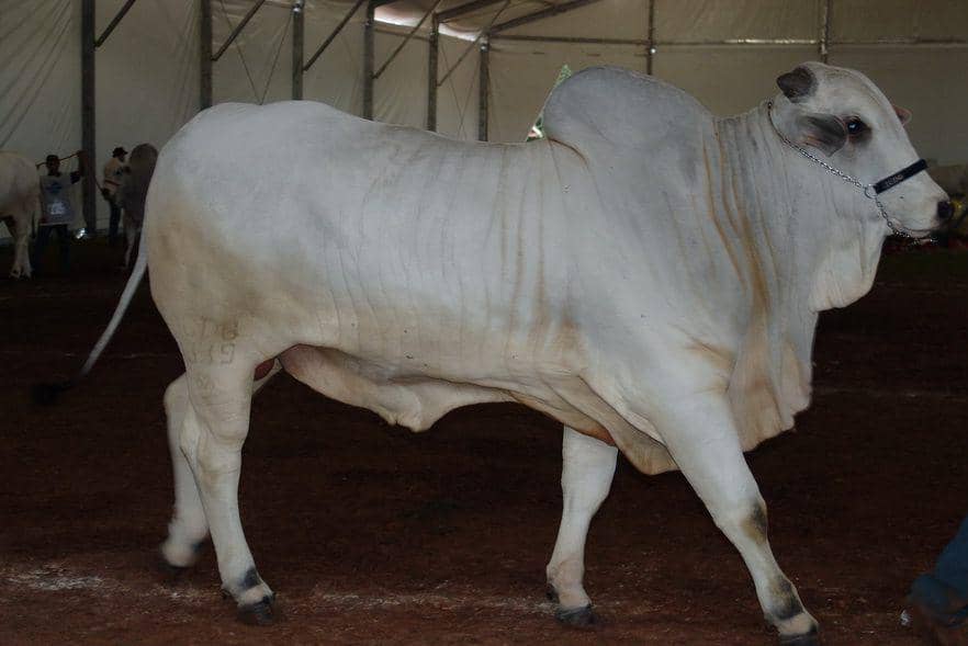 5 Nama Hewan Huruf Z Selain Zebra, Tahu Zorilla? | IDN Times