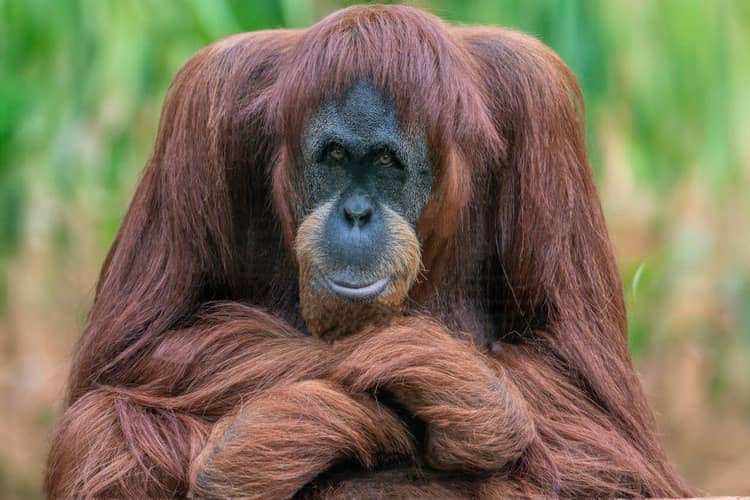 Orangutan Kalimantan: Sang Penjaga Hutan yang Kian Terancam | IDN Times Kaltim