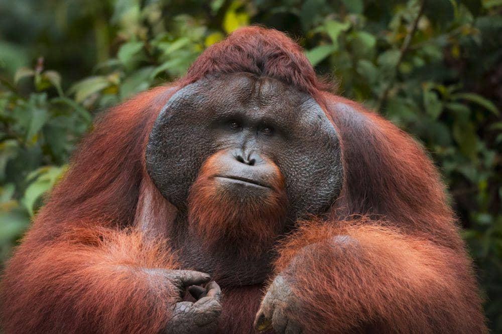 Orangutan Kalimantan: Sang Penjaga Hutan yang Kian Terancam | IDN Times Kaltim