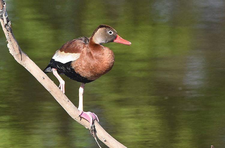 7 Fakta Terunik Belibis, Burung Air yang Sering Dikira Bebek | IDN Times