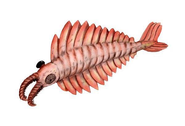 Fakta Menarik Anomalocaris, Predator Puncak Pertama di Bumi | IDN Times