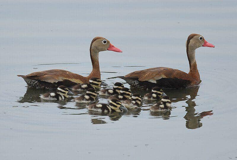 7 Fakta Terunik Belibis, Burung Air yang Sering Dikira Bebek | IDN Times