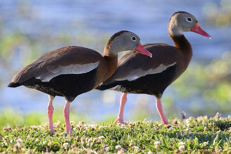 7 Fakta Terunik Belibis, Burung Air yang Sering Dikira Bebek | IDN Times