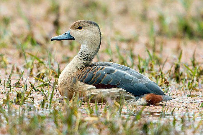 7 Fakta Terunik Belibis, Burung Air yang Sering Dikira Bebek | IDN Times