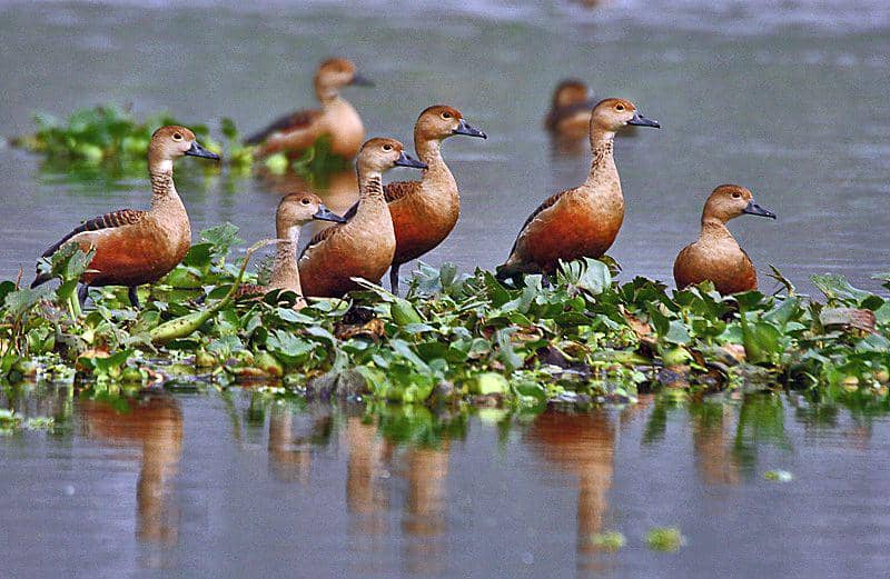 7 Fakta Terunik Belibis, Burung Air yang Sering Dikira Bebek | IDN Times
