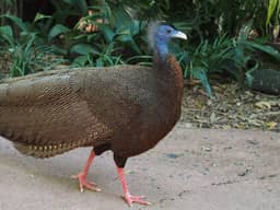 Mengenal Kuau Raja, Burung Endemik dengan Seratus Mata | IDN Times