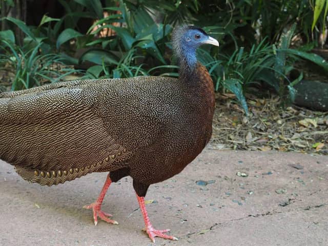 Mengenal Kuau Raja, Burung Endemik dengan Seratus Mata | IDN Times