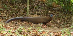 Mengenal Kuau Raja, Burung Endemik dengan Seratus Mata | IDN Times