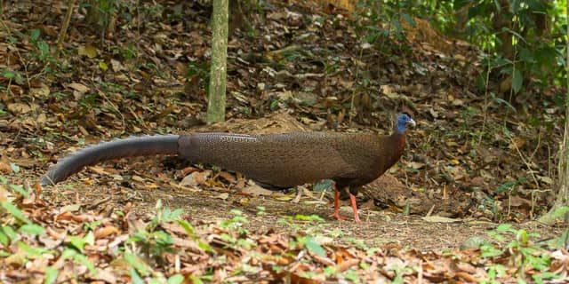 Mengenal Kuau Raja, Burung Endemik dengan Seratus Mata | IDN Times