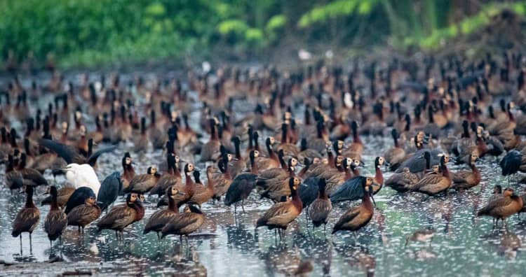 7 Fakta Terunik Belibis, Burung Air yang Sering Dikira Bebek | IDN Times