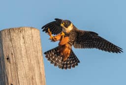 Fakta Unik Bat Falcon | IDN Times