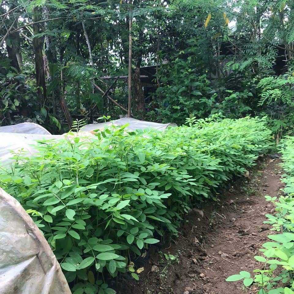 Mengenal Indigofera, Tanaman Kaya Manfaat yang Mulai Dilirik | IDN Times