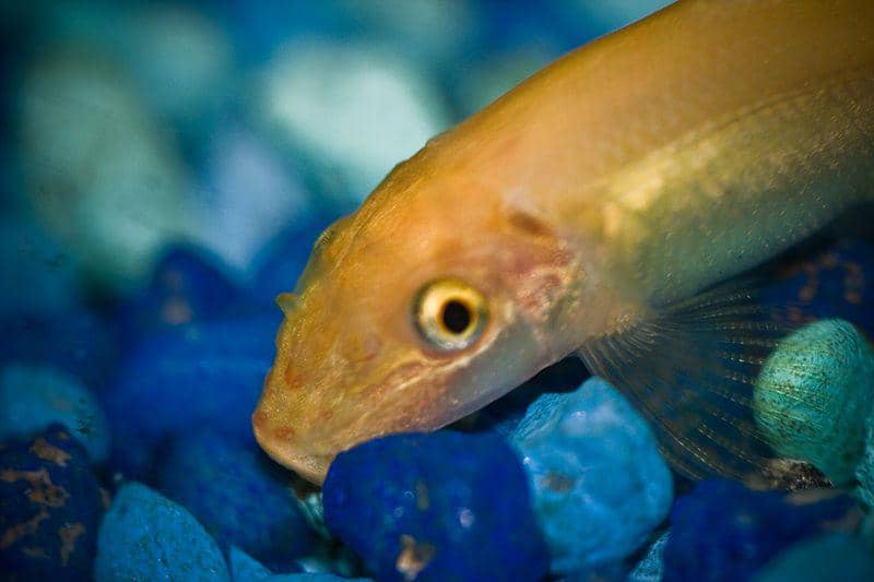 Punya Modifikasi Mulut Penghisap, Simak! 5 Fakta Lemon Algae | IDN Times