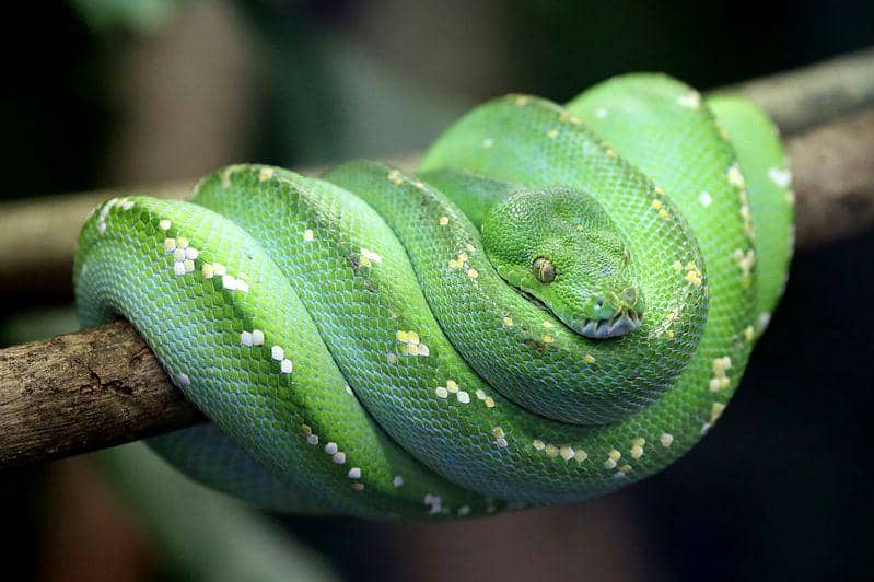 7 Fakta Unik Ular Green Tree Python | IDN Times