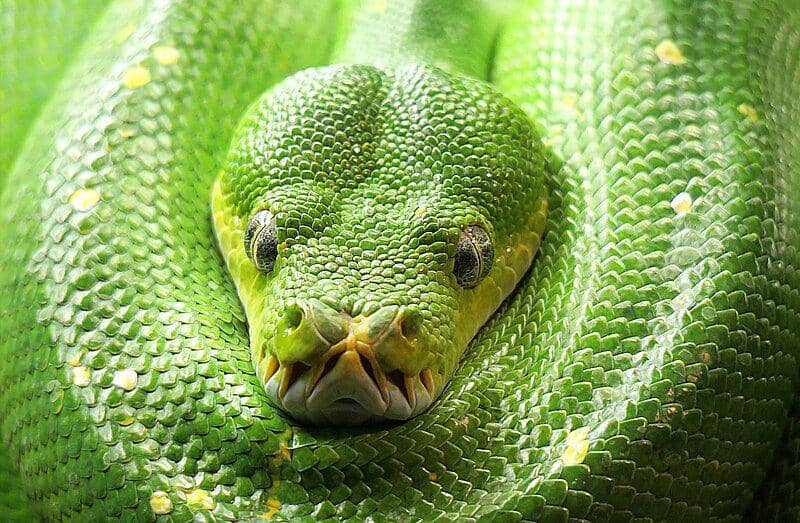 7 Fakta Unik Ular Green Tree Python | IDN Times