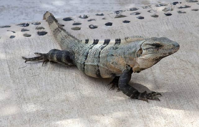 5 Fakta Unik Iguana Ekor Hitam, Kecepatan Larinya hingga 34, | IDN Times