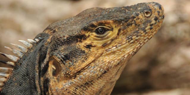 5 Fakta Unik Iguana Ekor Hitam, Kecepatan Larinya hingga 34, | IDN Times