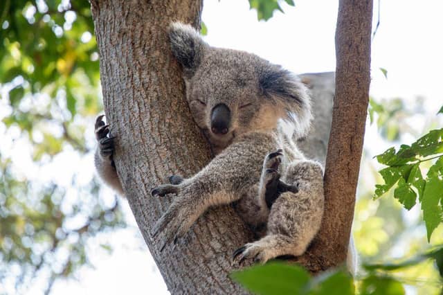 7 Fakta Koala, Hewan Endemik Australia yang Gemar Tidur | IDN Times