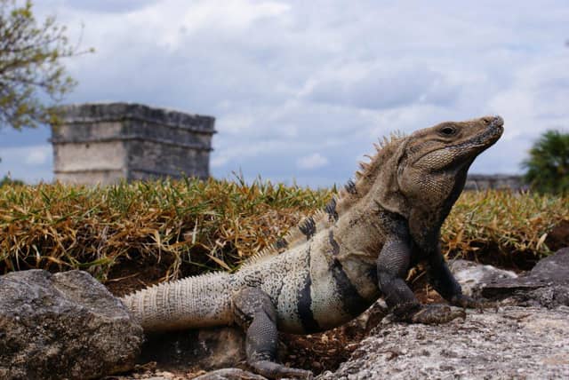 5 Fakta Unik Iguana Ekor Hitam, Kecepatan Larinya hingga 34, | IDN Times