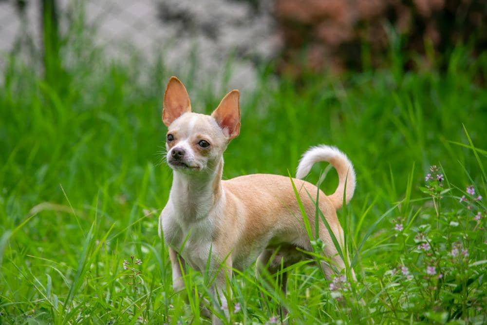 7 Anjing One Man Dog, Punya Ikatan Kuat dengan Sang Pemilik | IDN Times