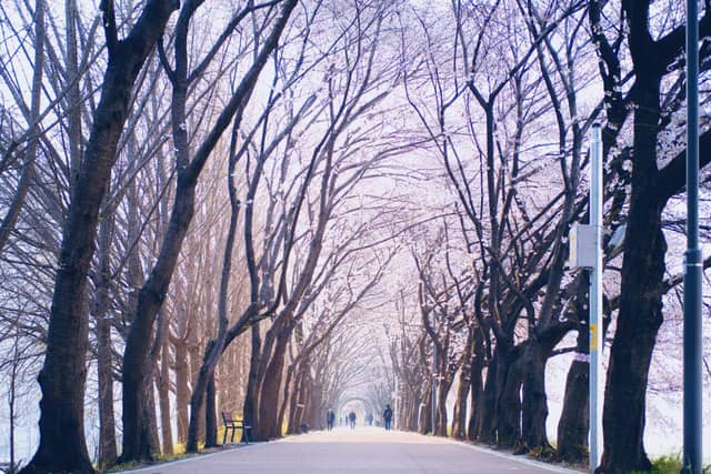 Kapan Musim Sakura di Korea 2025? Catat Waktu dan Lokasinya | IDN Times