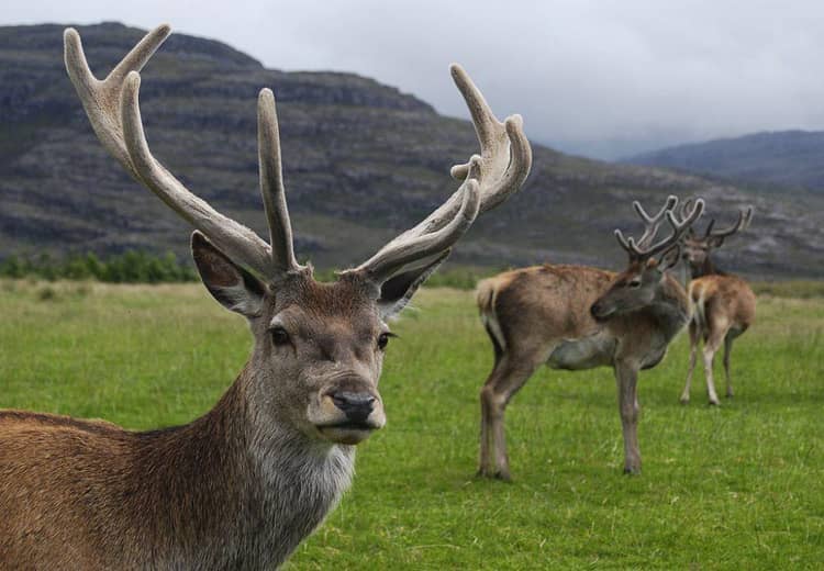 5 Fakta Red Deer, Salah Satu Spesies Rusa Terbesar di Dunia | IDN Times