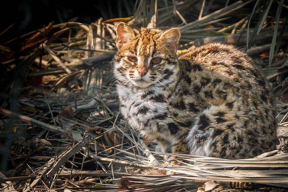 5 Fakta Menarik Kucing Kuwuk, Predator Mirip Macan Tutul | IDN Times