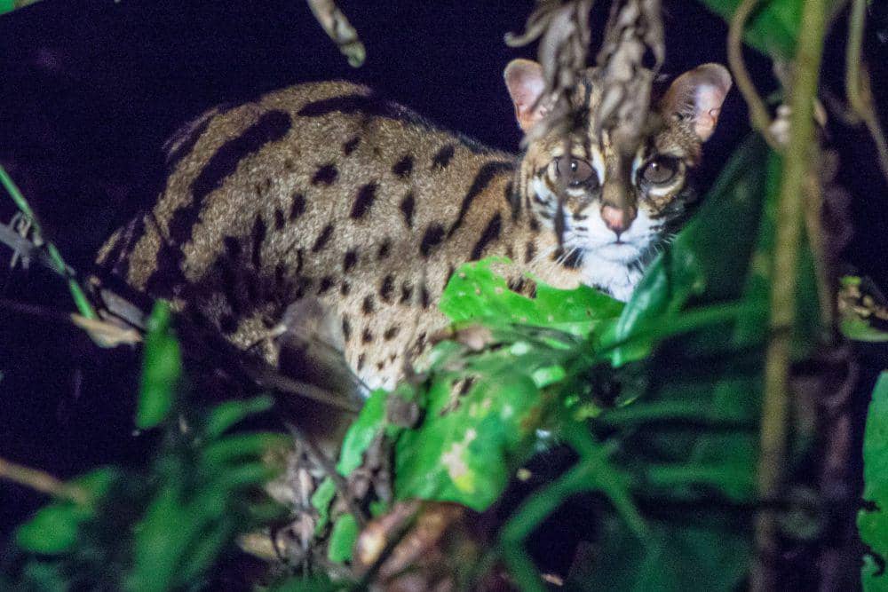 5 Fakta Menarik Kucing Kuwuk, Predator Mirip Macan Tutul | IDN Times