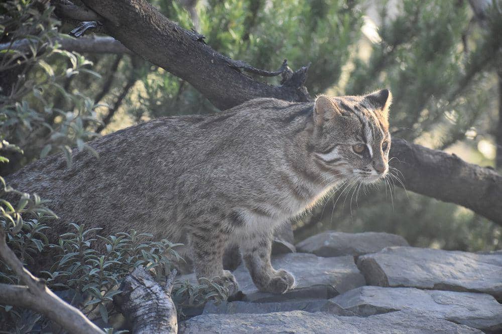 5 Fakta Menarik Kucing Kuwuk, Predator Mirip Macan Tutul | IDN Times