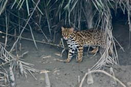 5 Fakta Menarik Kucing Kuwuk, Predator Mirip Macan Tutul | IDN Times