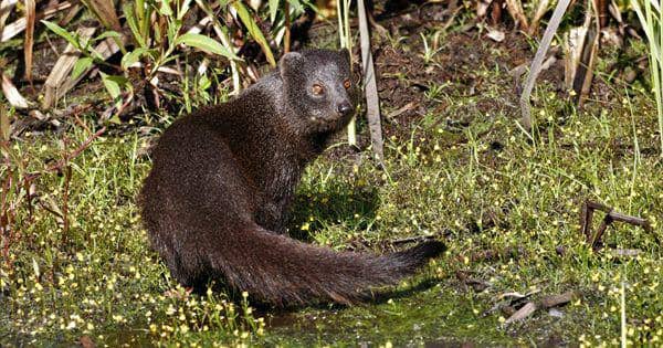 5 Fakta Marsh Mongoose, Punya Strategi Berburu yang Unik! | IDN Times