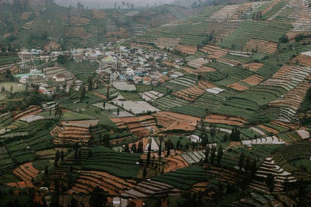 Mengenal Carica Buah Asal Andes yang Tumbuh di Dieng | IDN Times