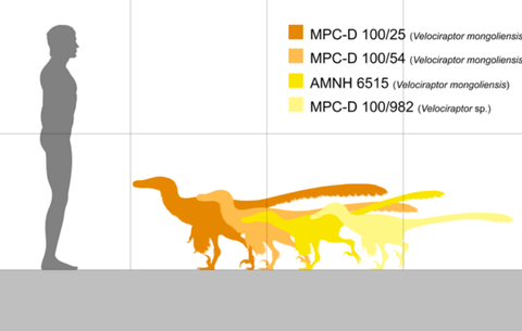 5 Fakta Velociraptor, si Pemburu Pintar di Zaman Dinosaurus | IDN Times