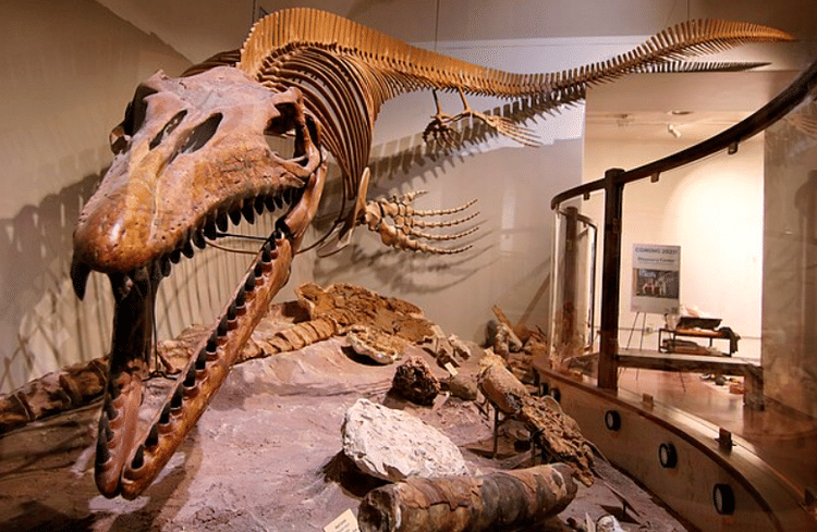 5 Fakta Mosasaurus, Predator Laut yang Menginspirasi Jurassi | IDN Times