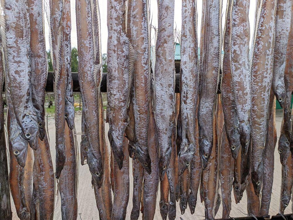 5 Fakta Unik Ikan Layur, Ikan Panjang Bergigi Tajam yang Ras | IDN Times