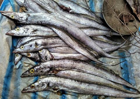 5 Fakta Unik Ikan Layur, Ikan Panjang Bergigi Tajam yang Ras | IDN Times