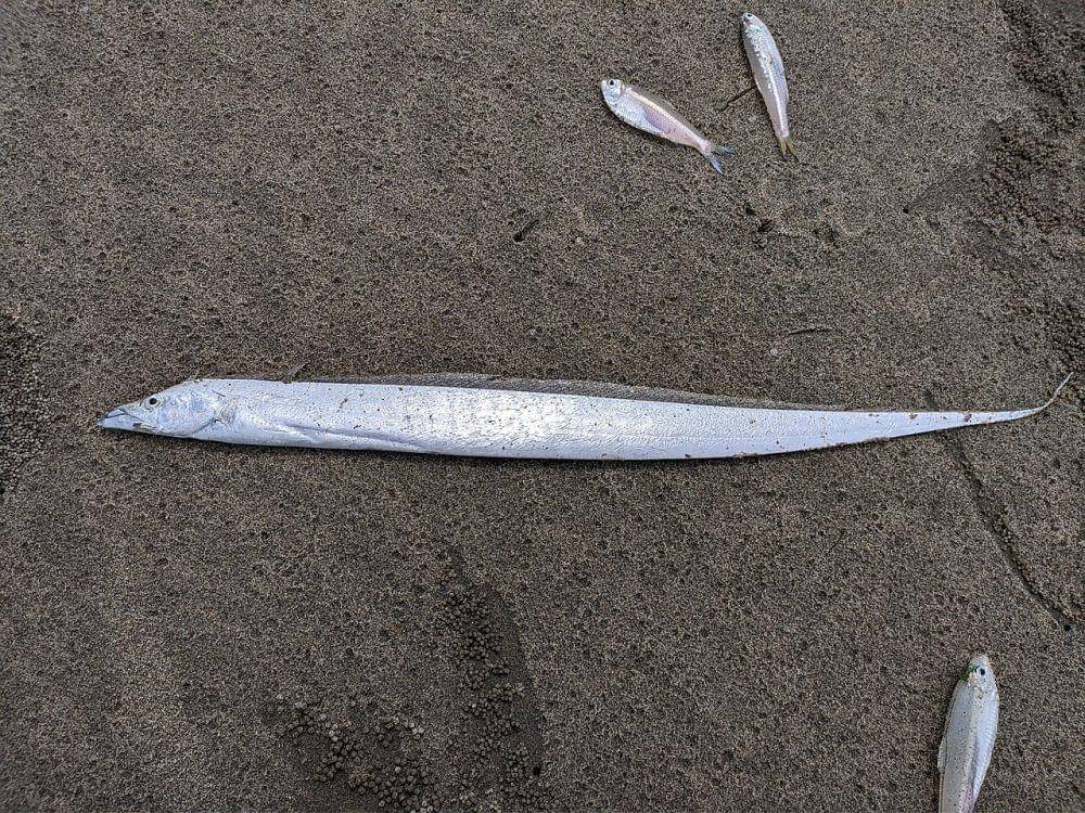 5 Fakta Unik Ikan Layur, Ikan Panjang Bergigi Tajam yang Ras | IDN Times